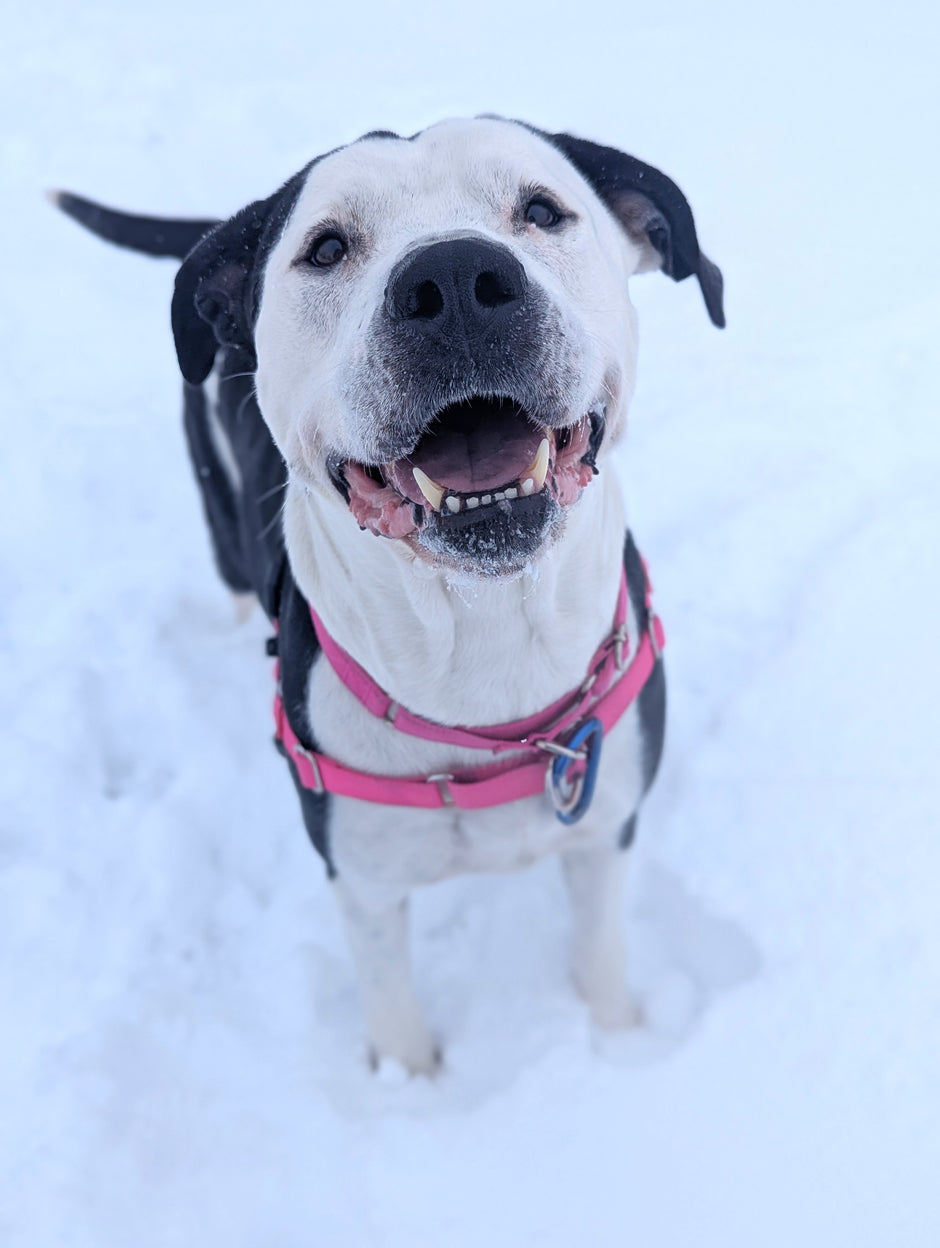 Adoptable Dogs – SPCA
