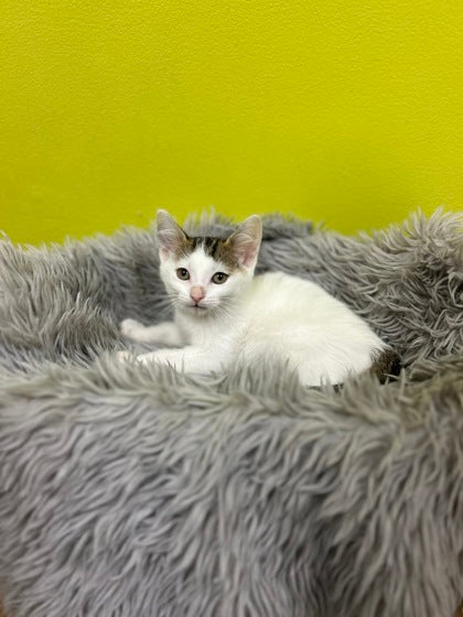 Adoptable Cats – SPCA