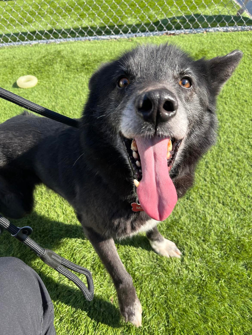 Adoptable Dogs – SPCA