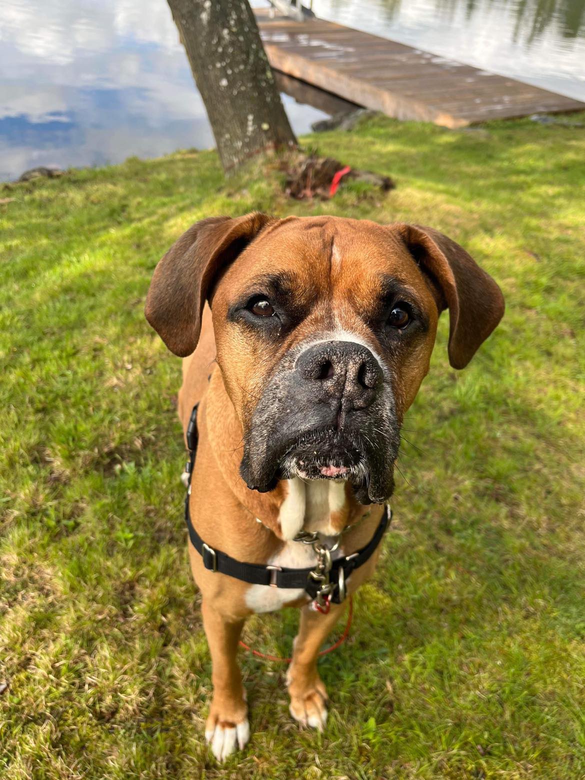 Adoptable Dogs – SPCA