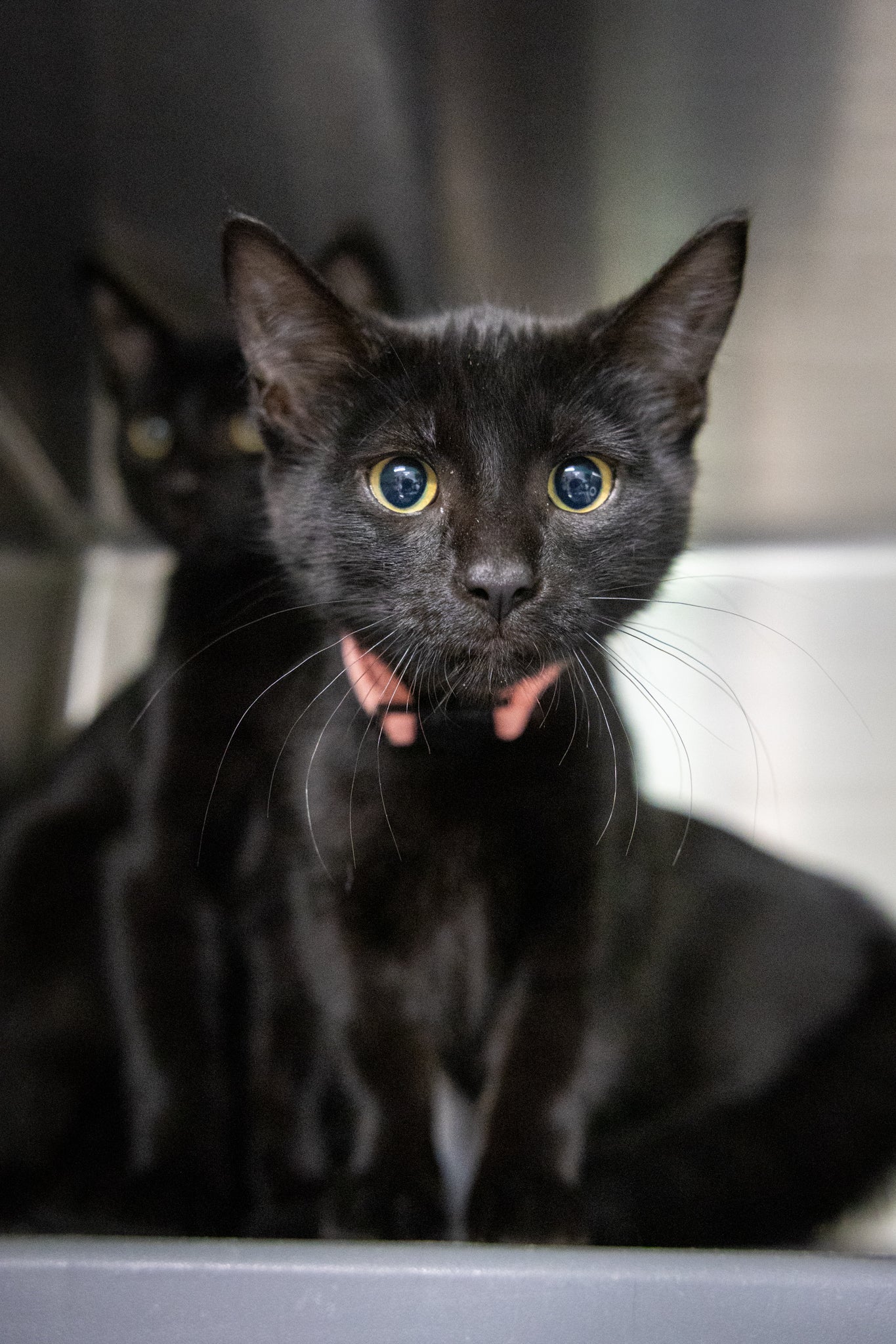 Adoptable Cats – SPCA