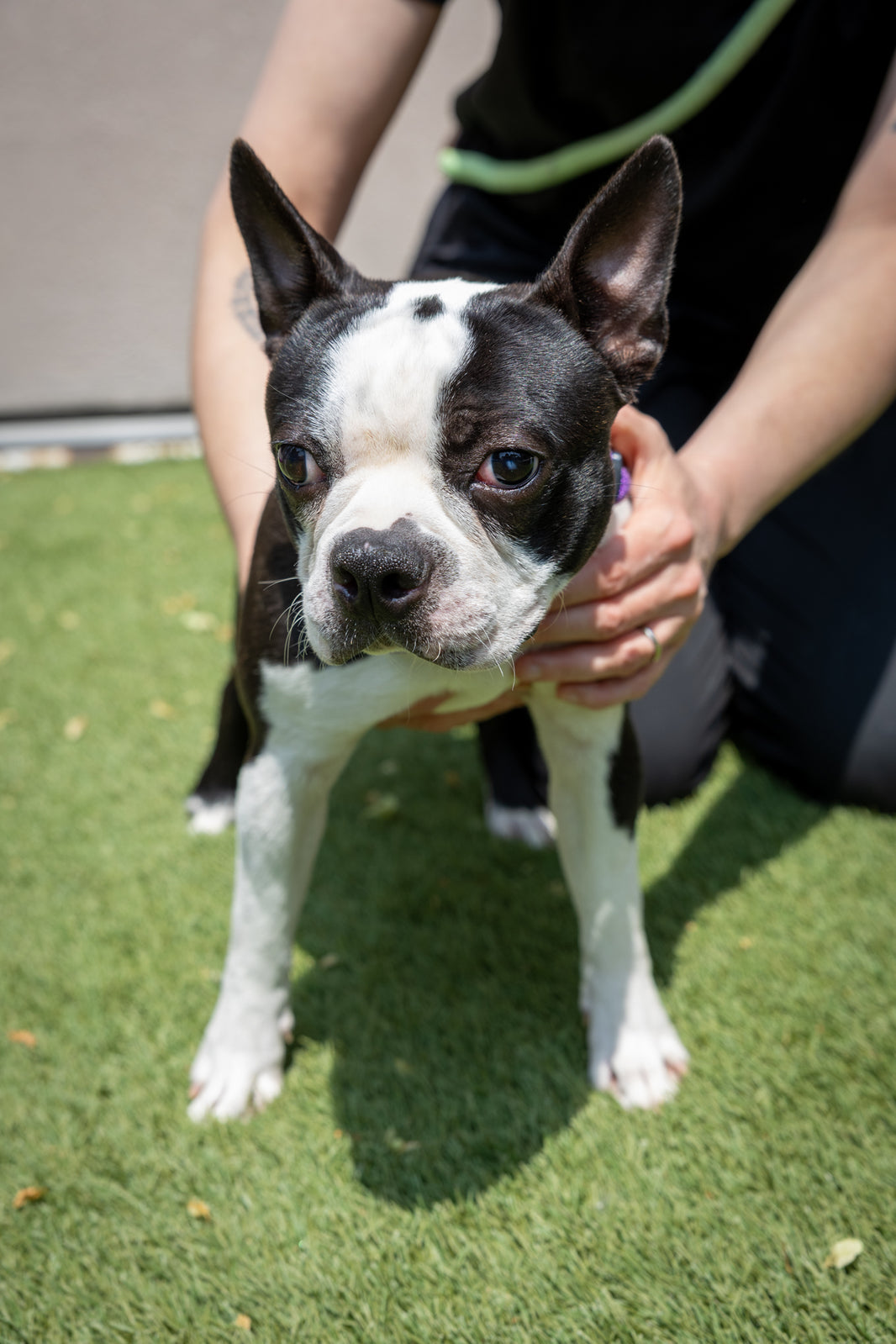 Adoptable Dogs – SPCA