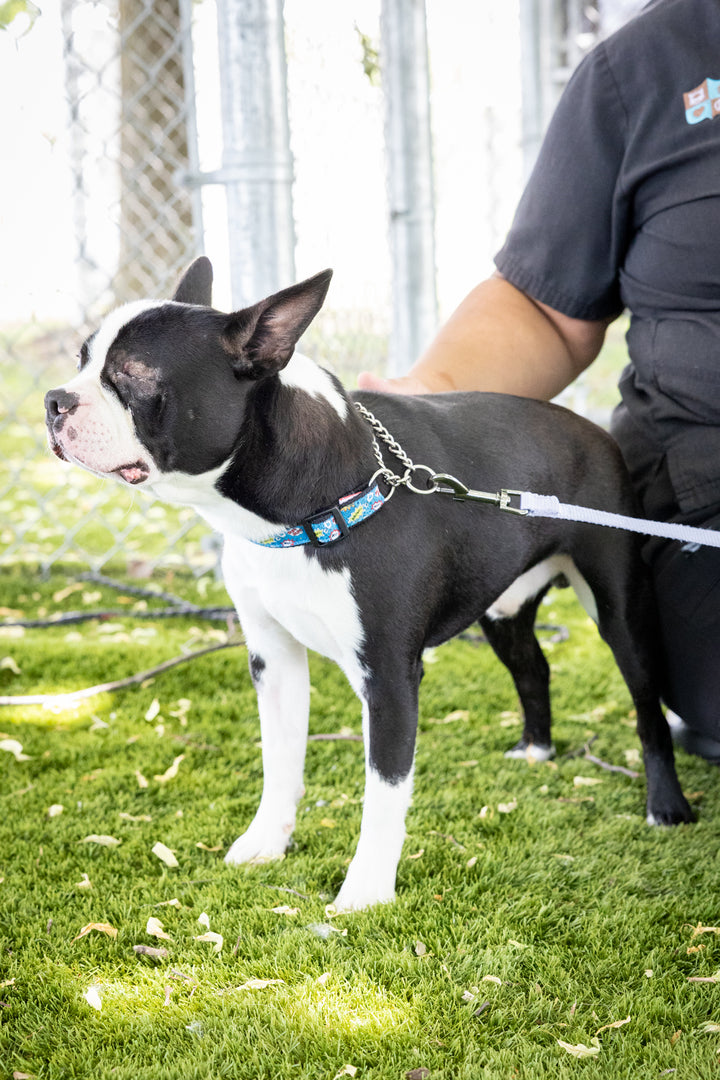 Adoptable Dogs – SPCA