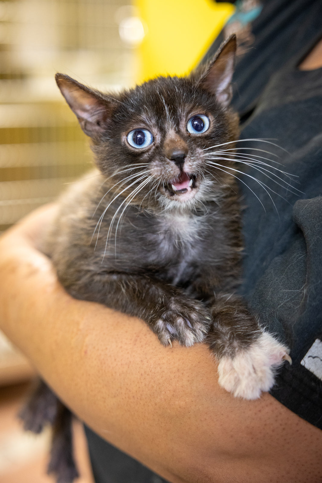 Adoptable Cats – SPCA