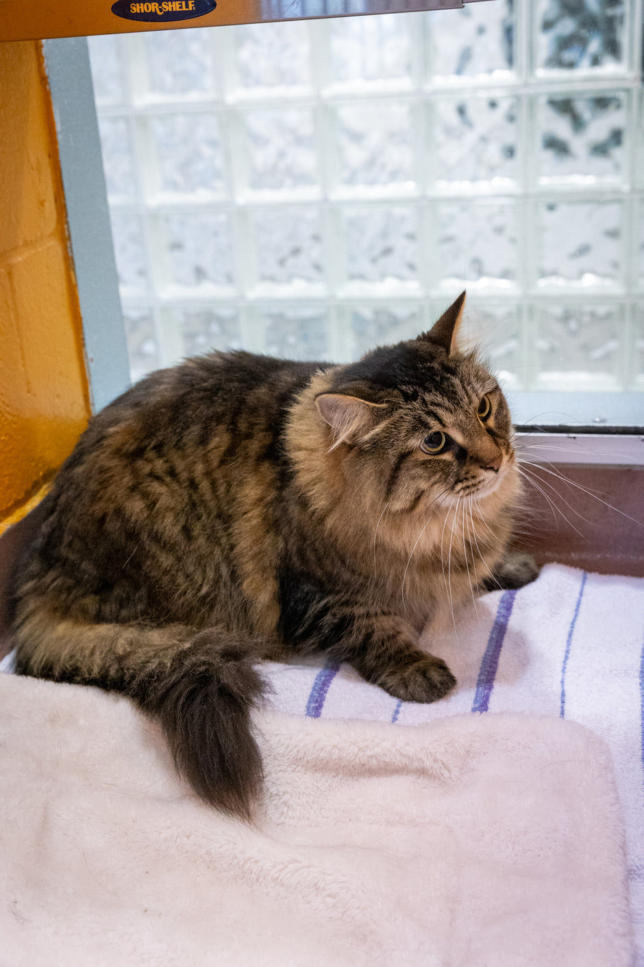 Adoptable Cats – SPCA