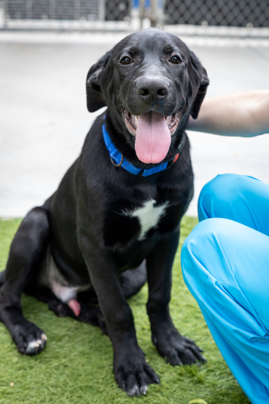 Adoptable Dogs – SPCA