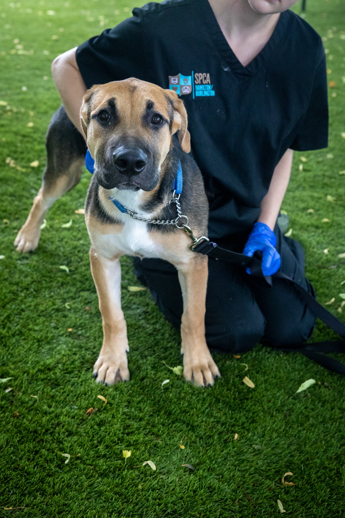Adoptable Dogs – SPCA