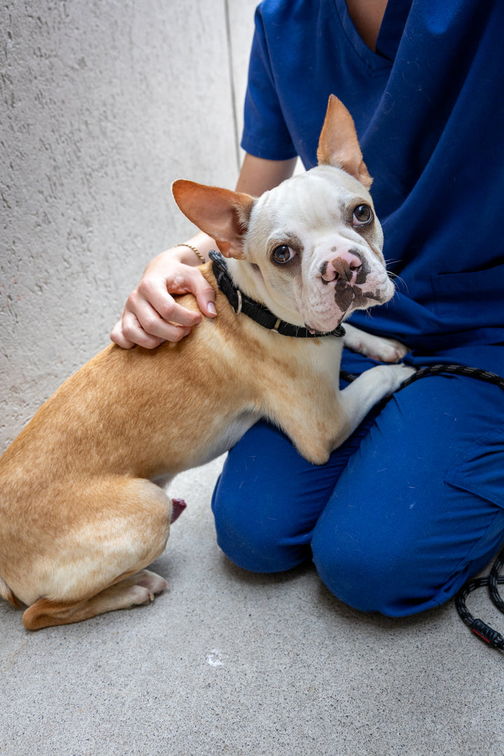 Adoptable Dogs – SPCA