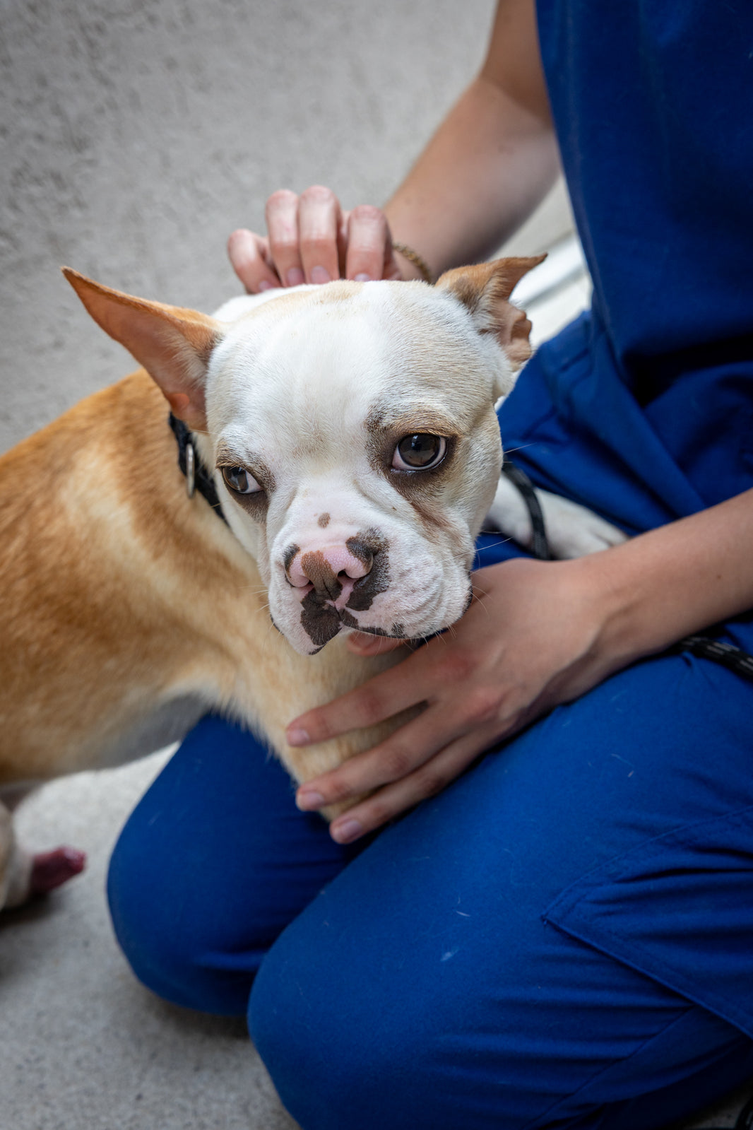Adoptable Dogs – SPCA
