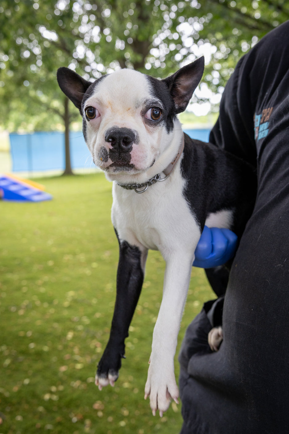 Adoptable Dogs – SPCA