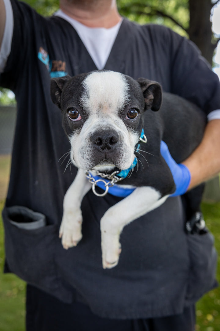 Adoptable Dogs – SPCA