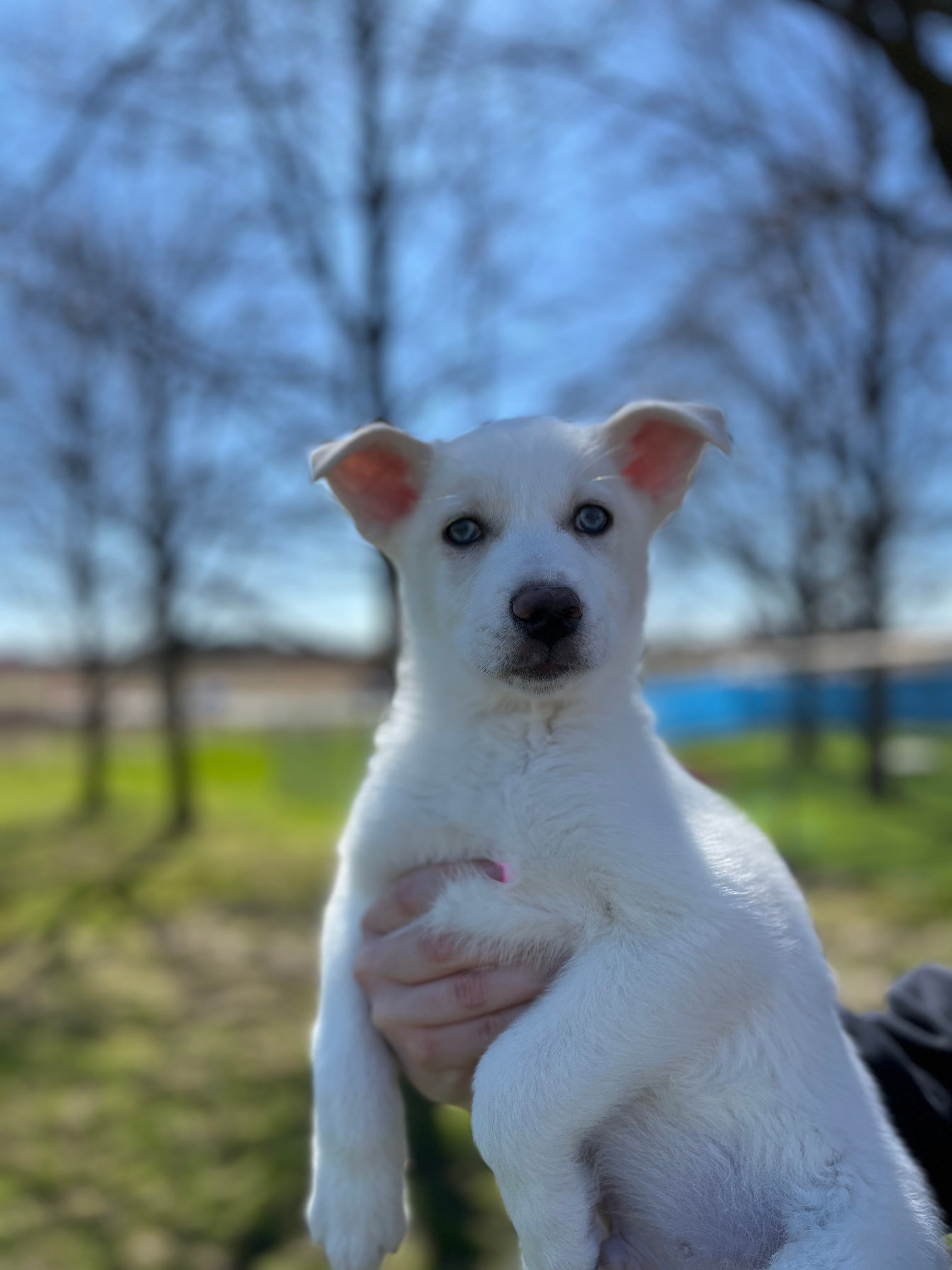 Adoptable Dogs – SPCA