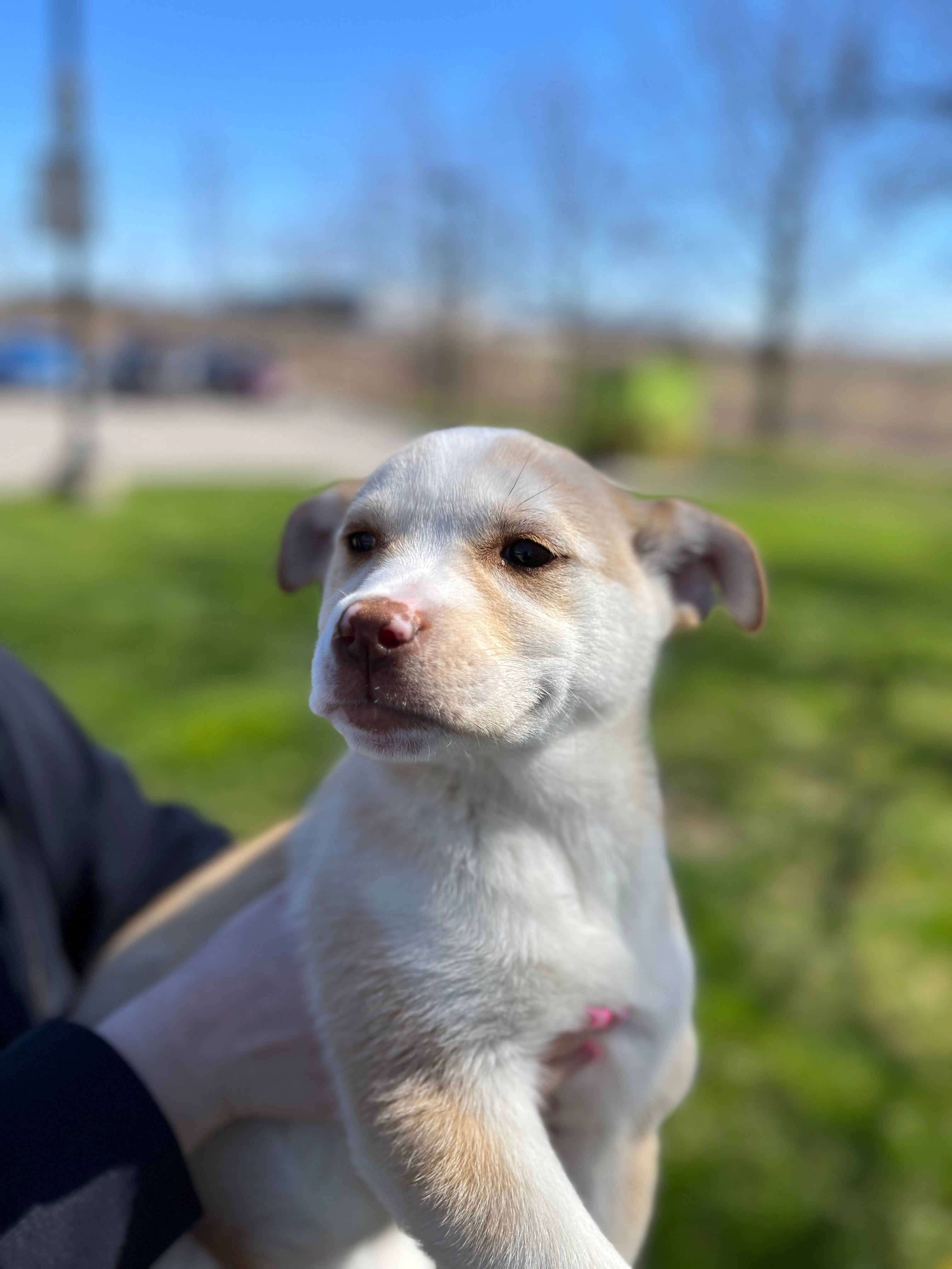 Adoptable Dogs – SPCA