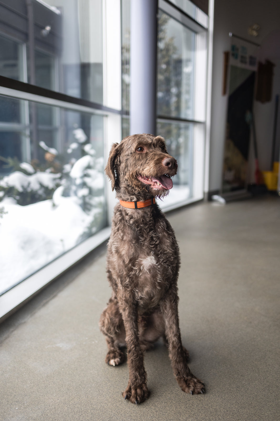 Adoptable Dogs – SPCA