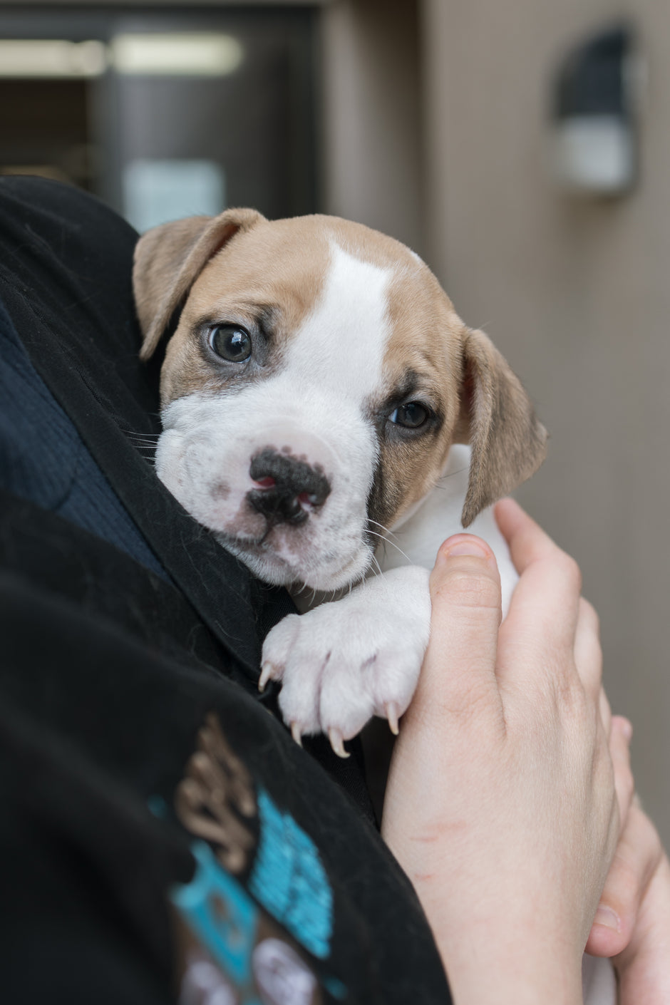 Adoptable Dogs – SPCA