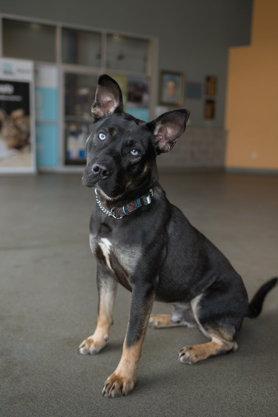 Adoptable Dogs – SPCA