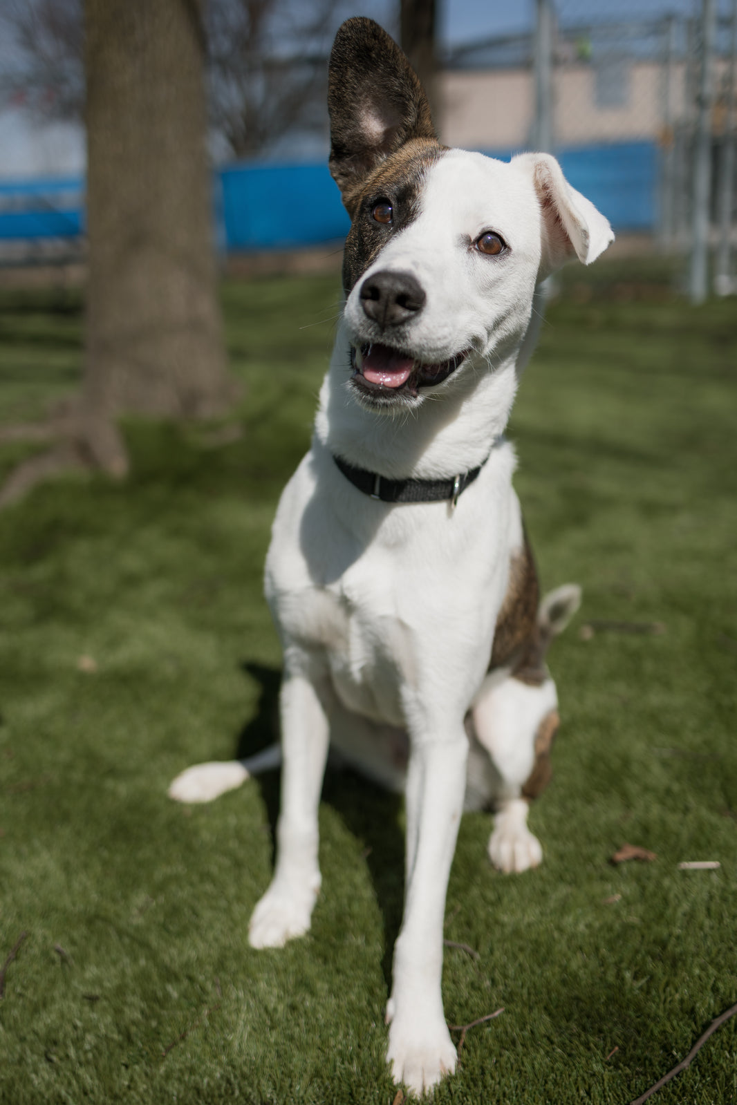 Adoptable Dogs – SPCA