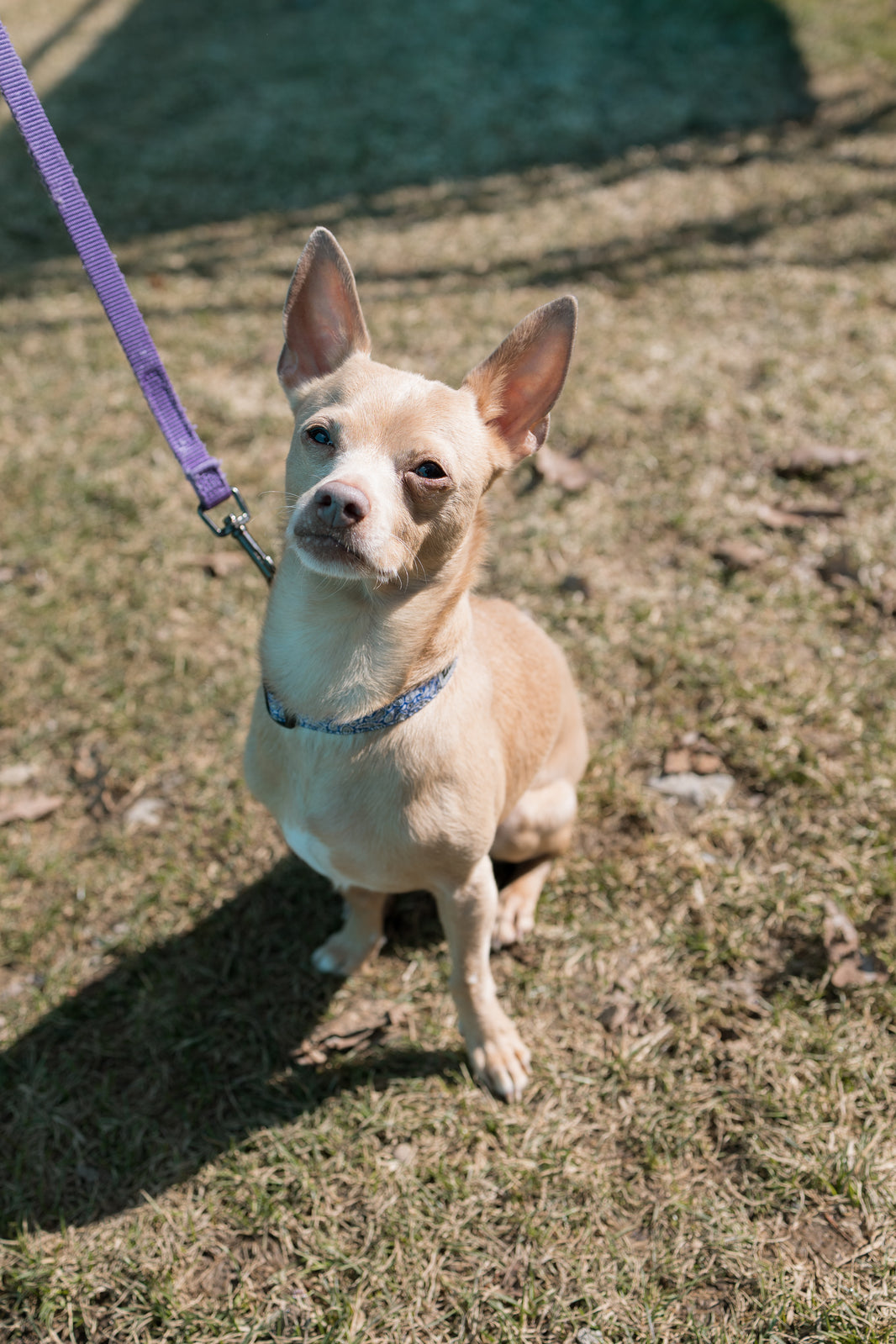 Adoptable Dogs – SPCA