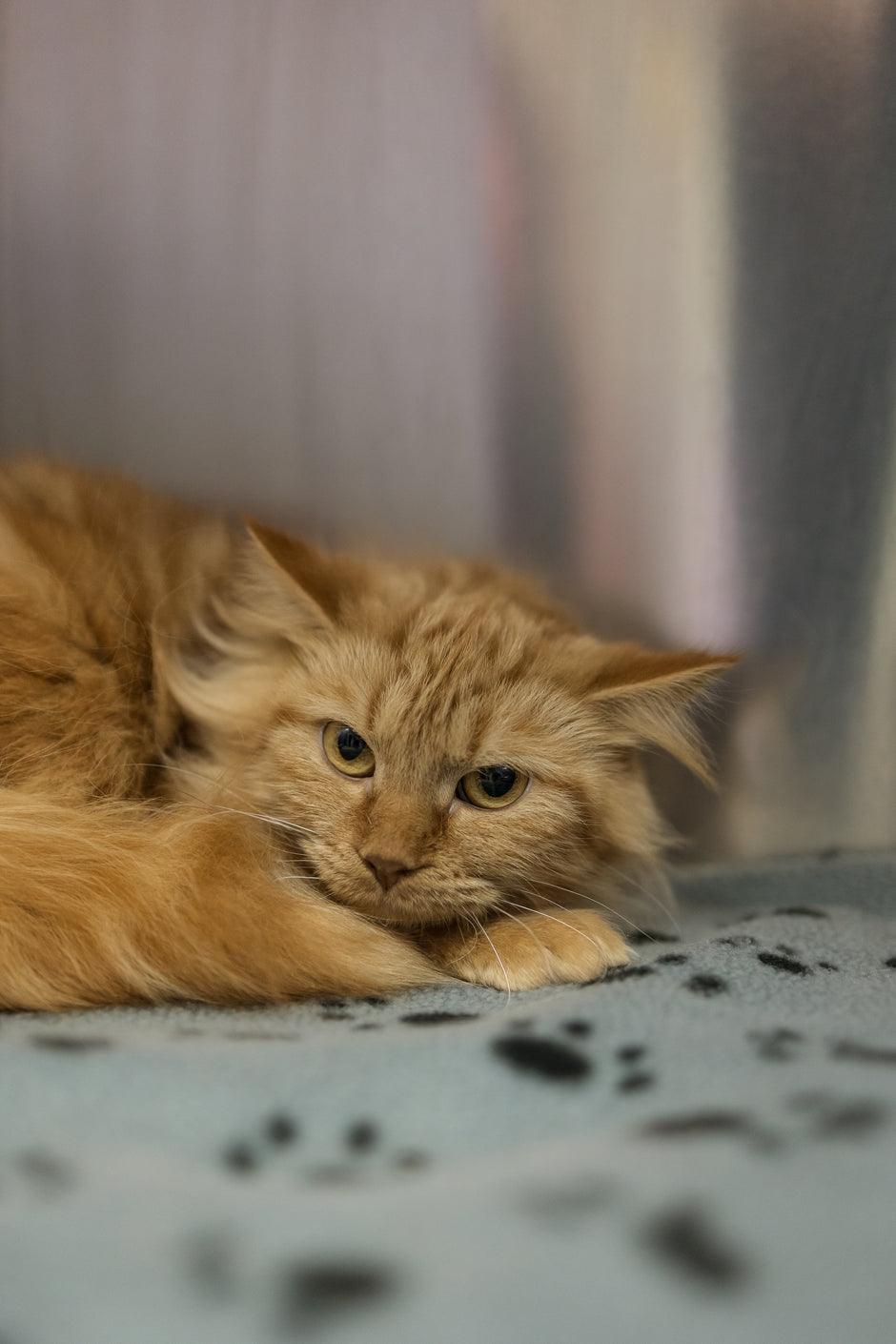 Adoptable Cats – SPCA