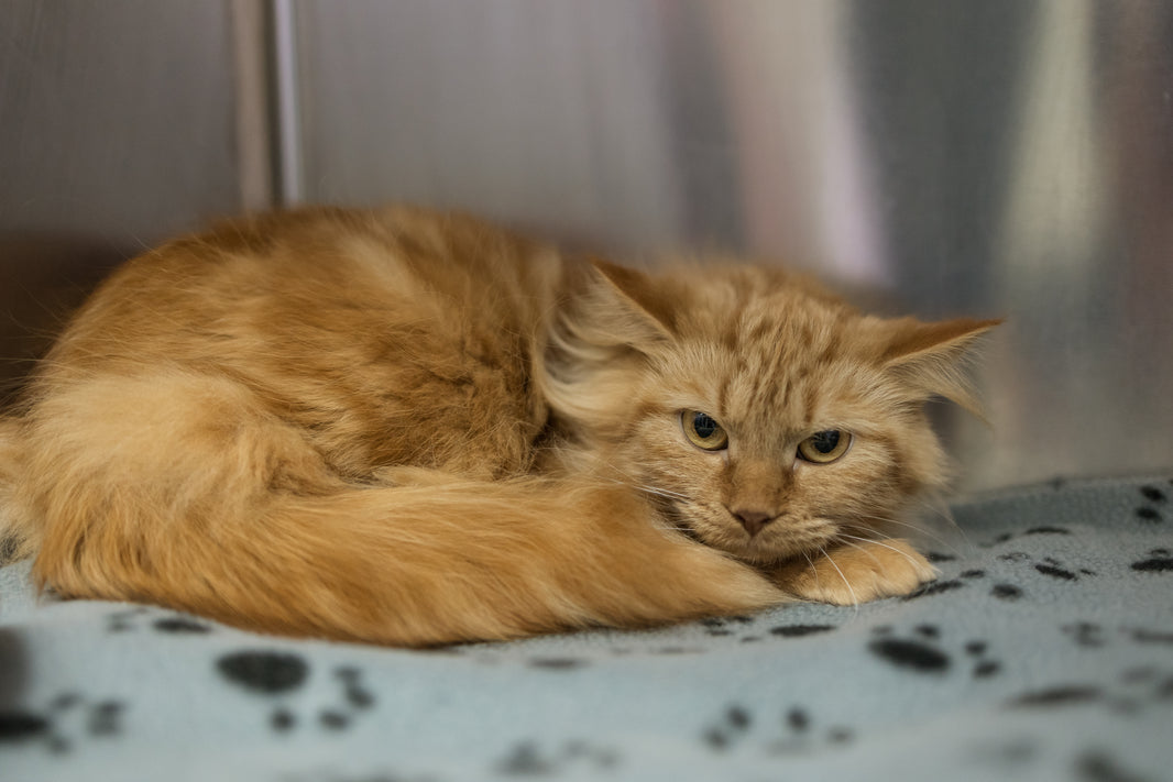 Adoptable Cats – SPCA