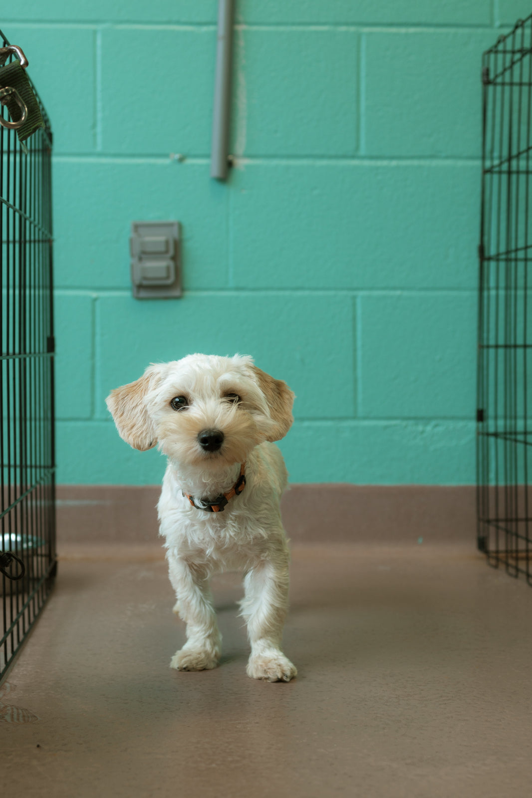 Adoptable Dogs – SPCA