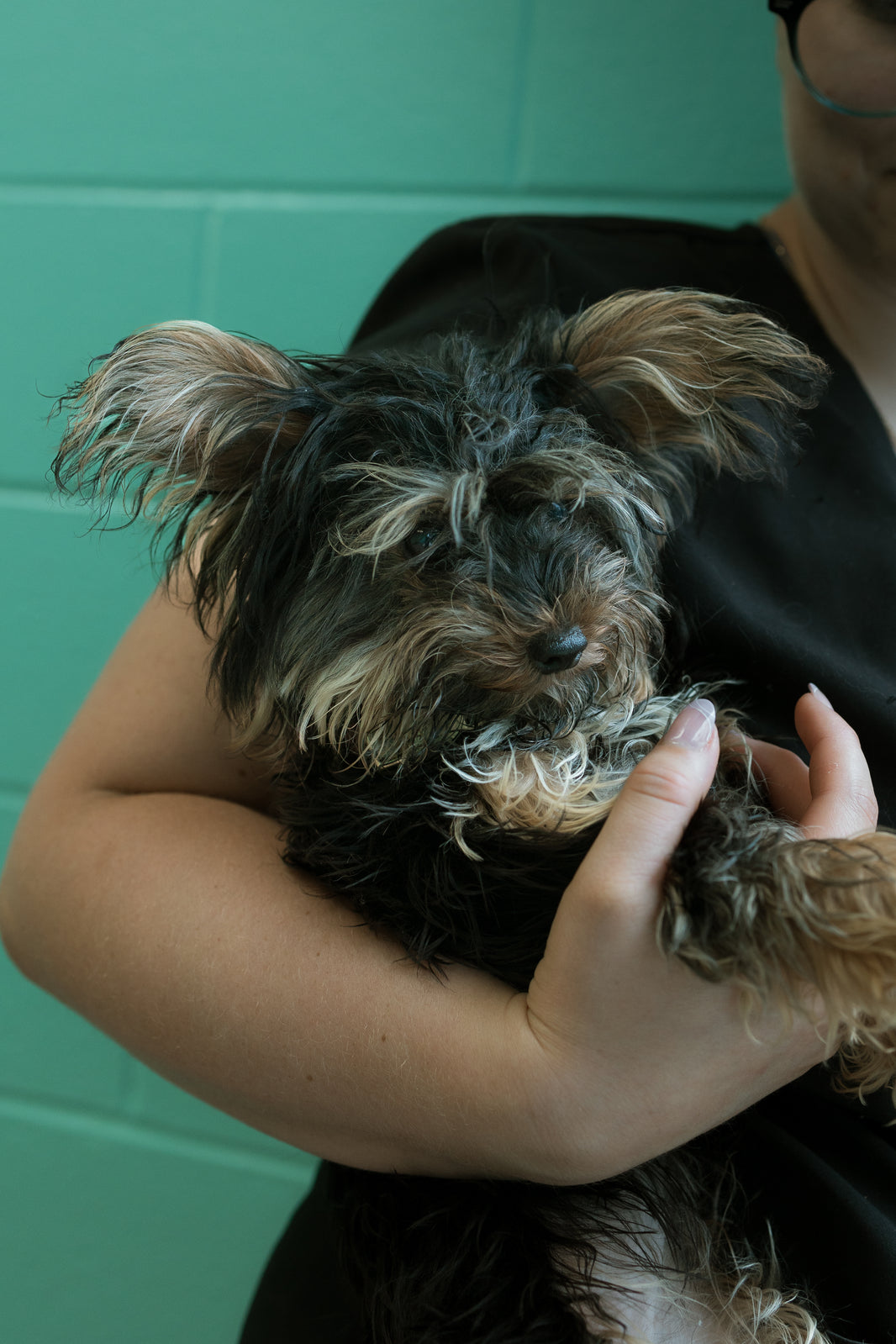 Adoptable Dogs – SPCA