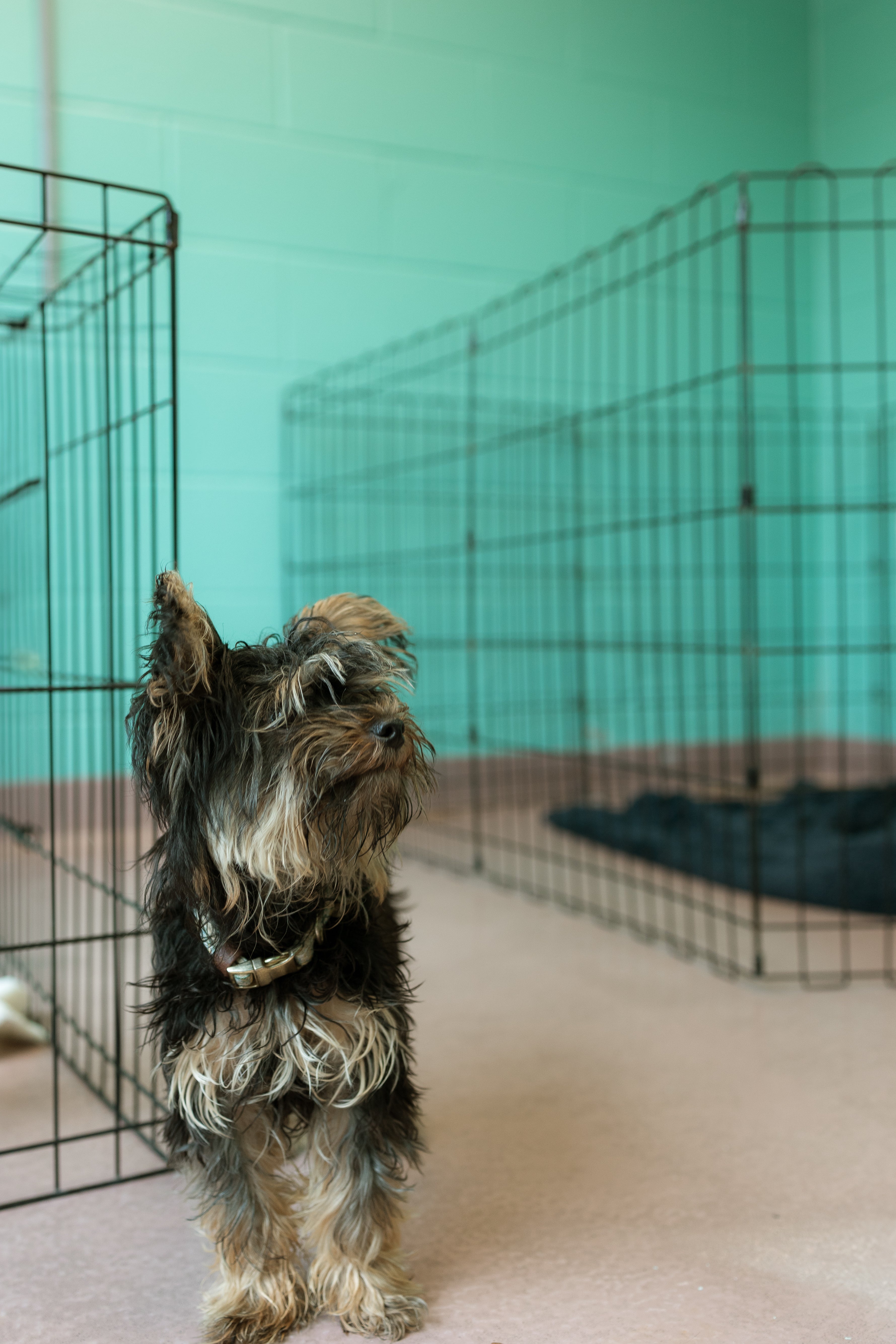 Adoptable Dogs – SPCA