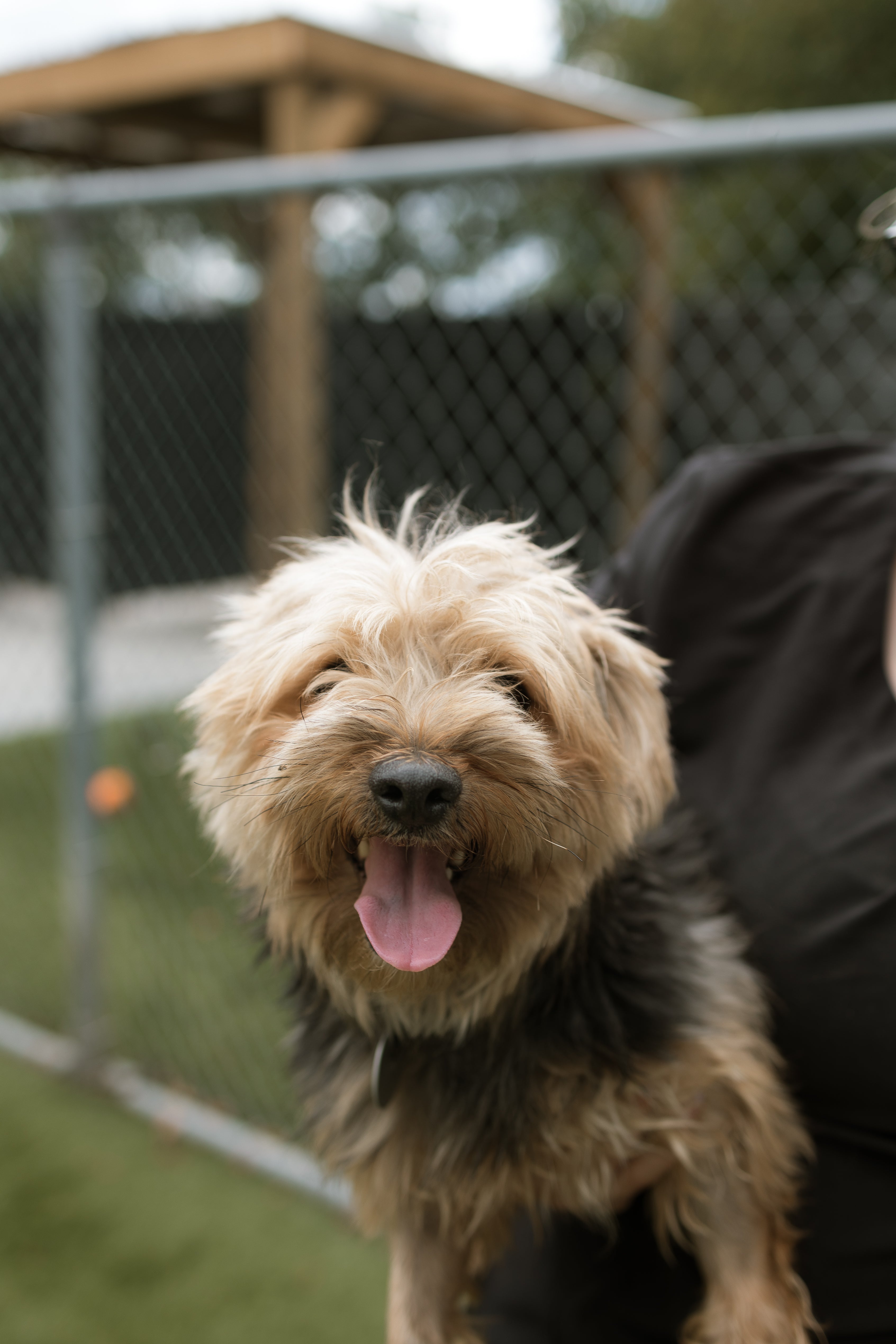 Adoptable Dogs – SPCA