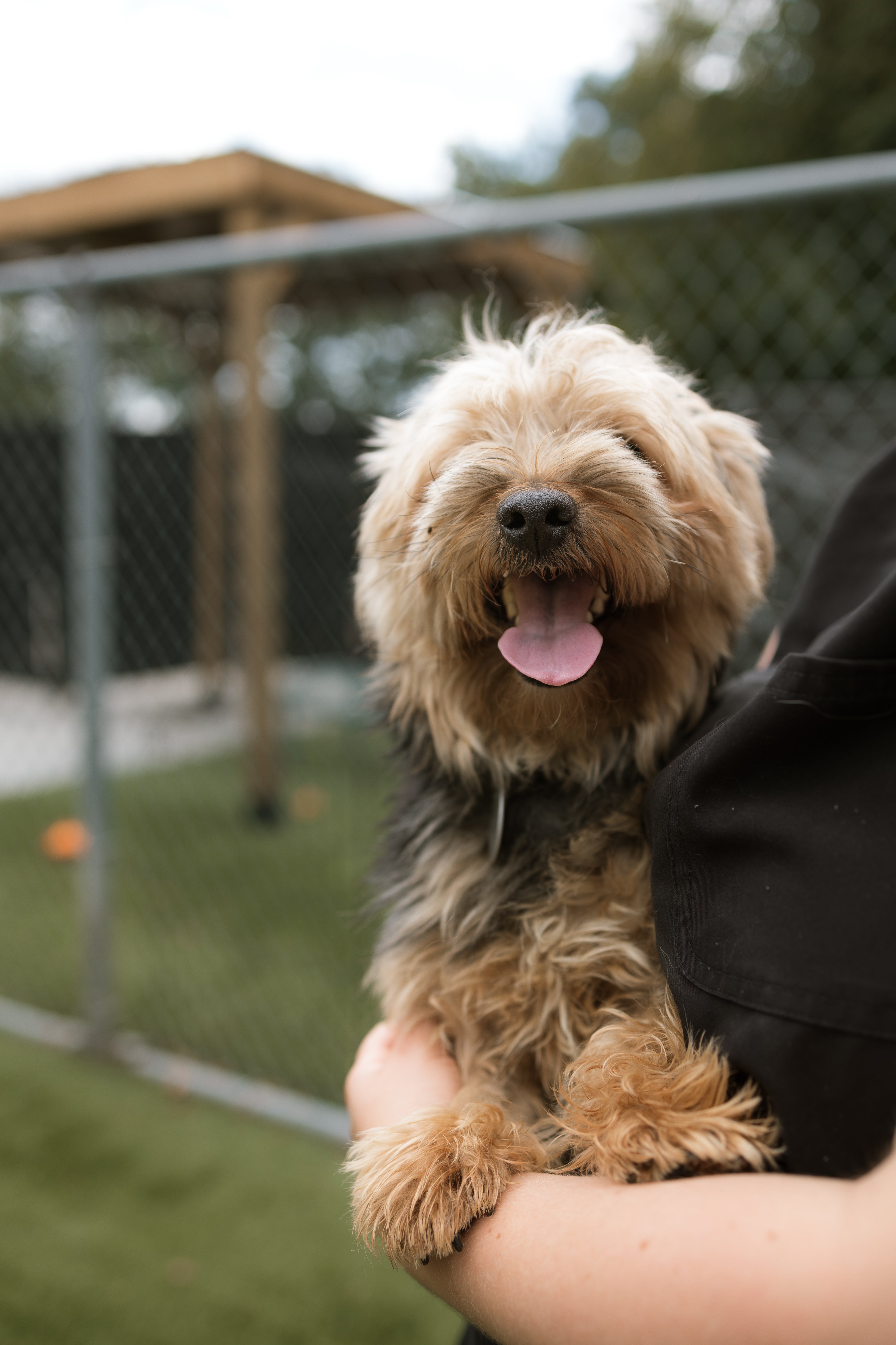 Adoptable Dogs – SPCA