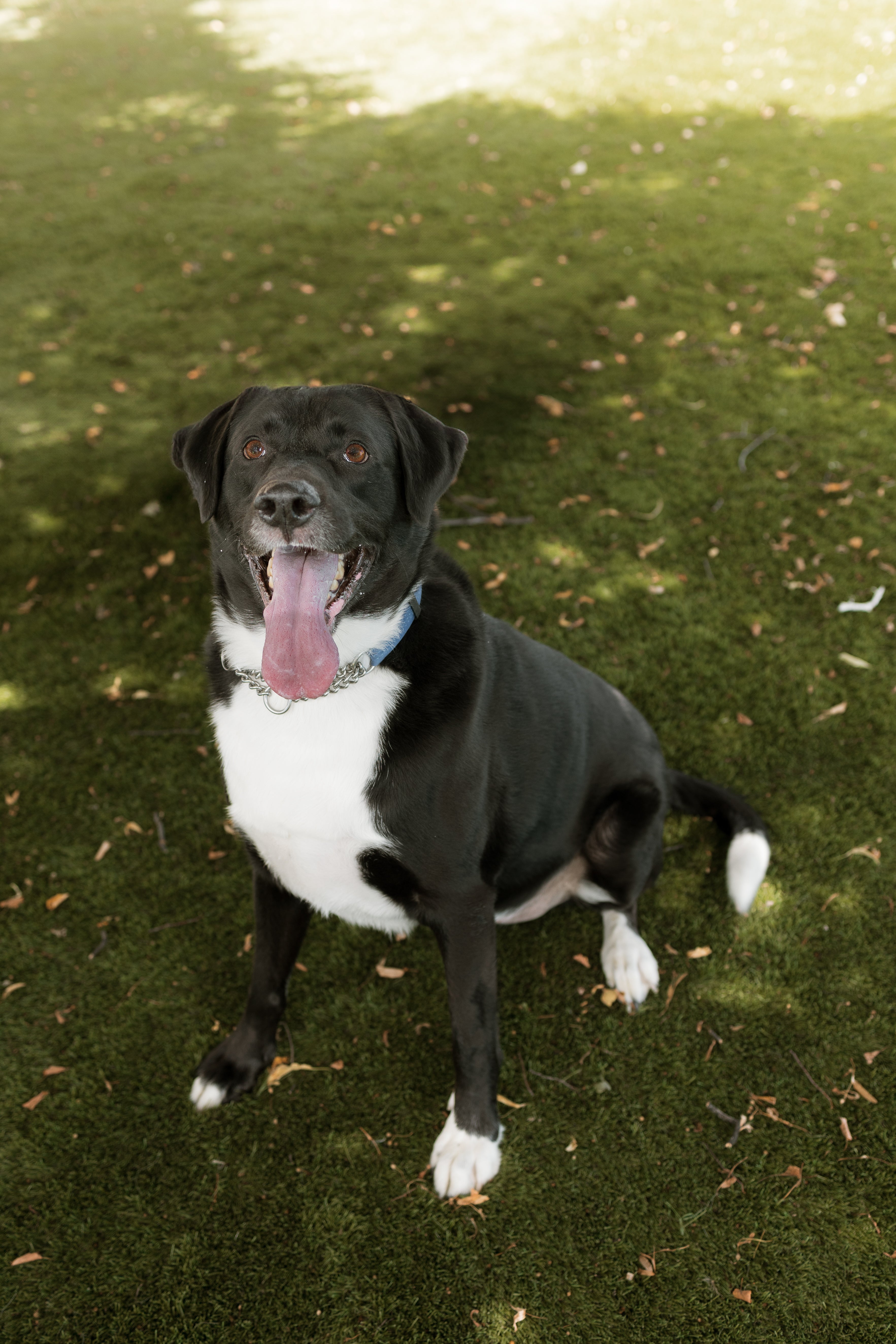 Adoptable Dogs – SPCA