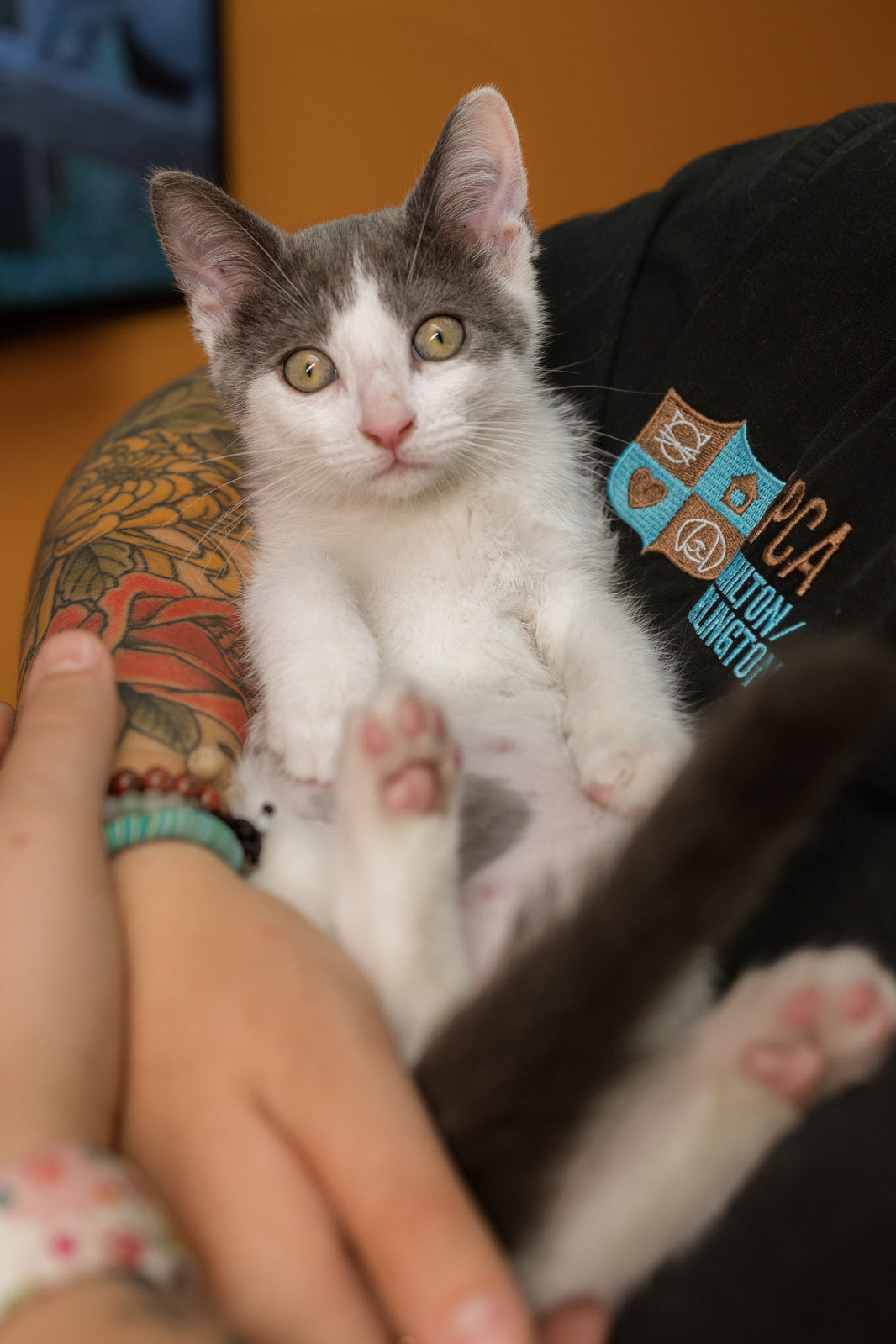 Adoptable Cats – SPCA