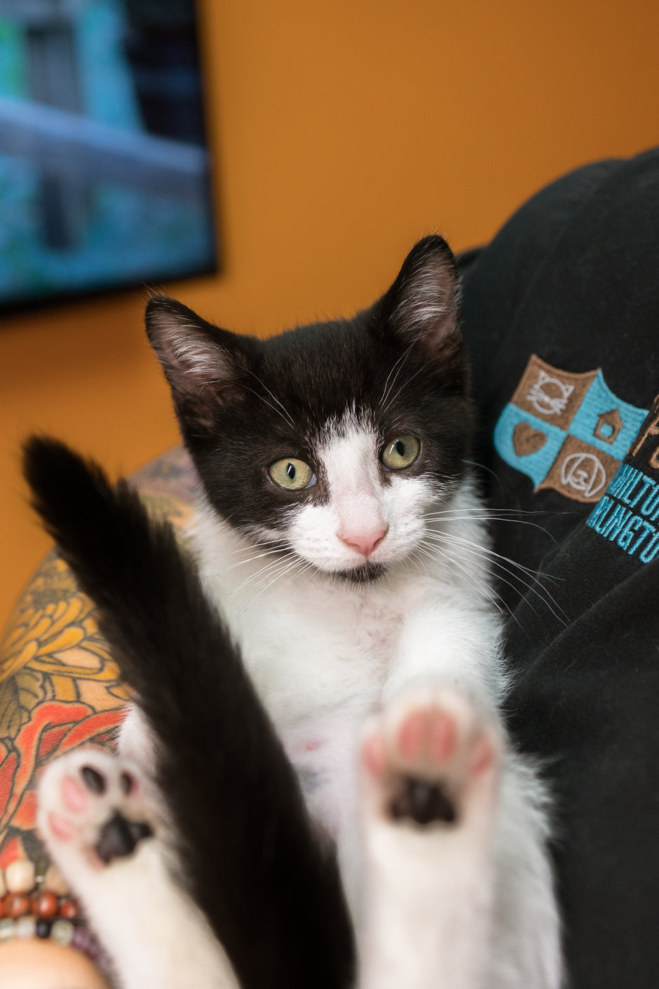 Adoptable Cats – SPCA