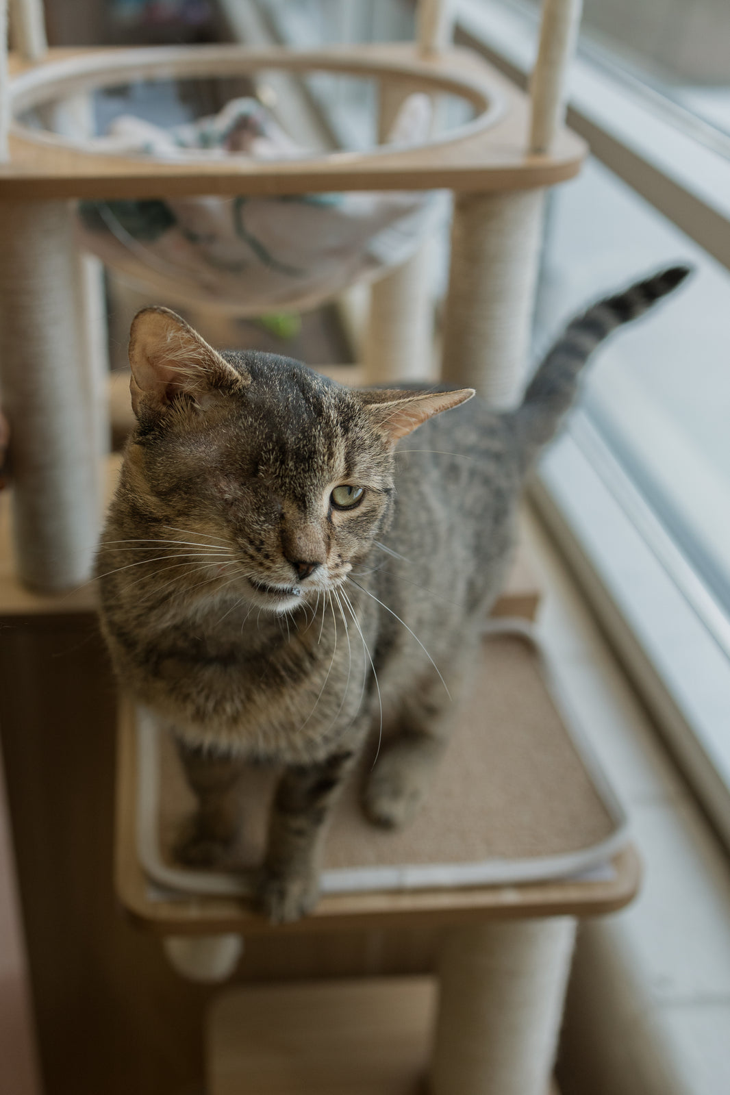Adoptable Cats – SPCA