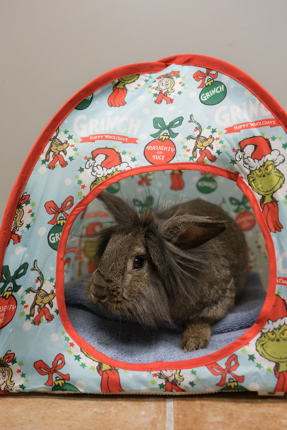 Adoptable Small Animals – SPCA