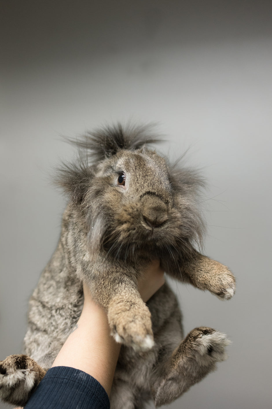 Adoptable Small Animals – SPCA