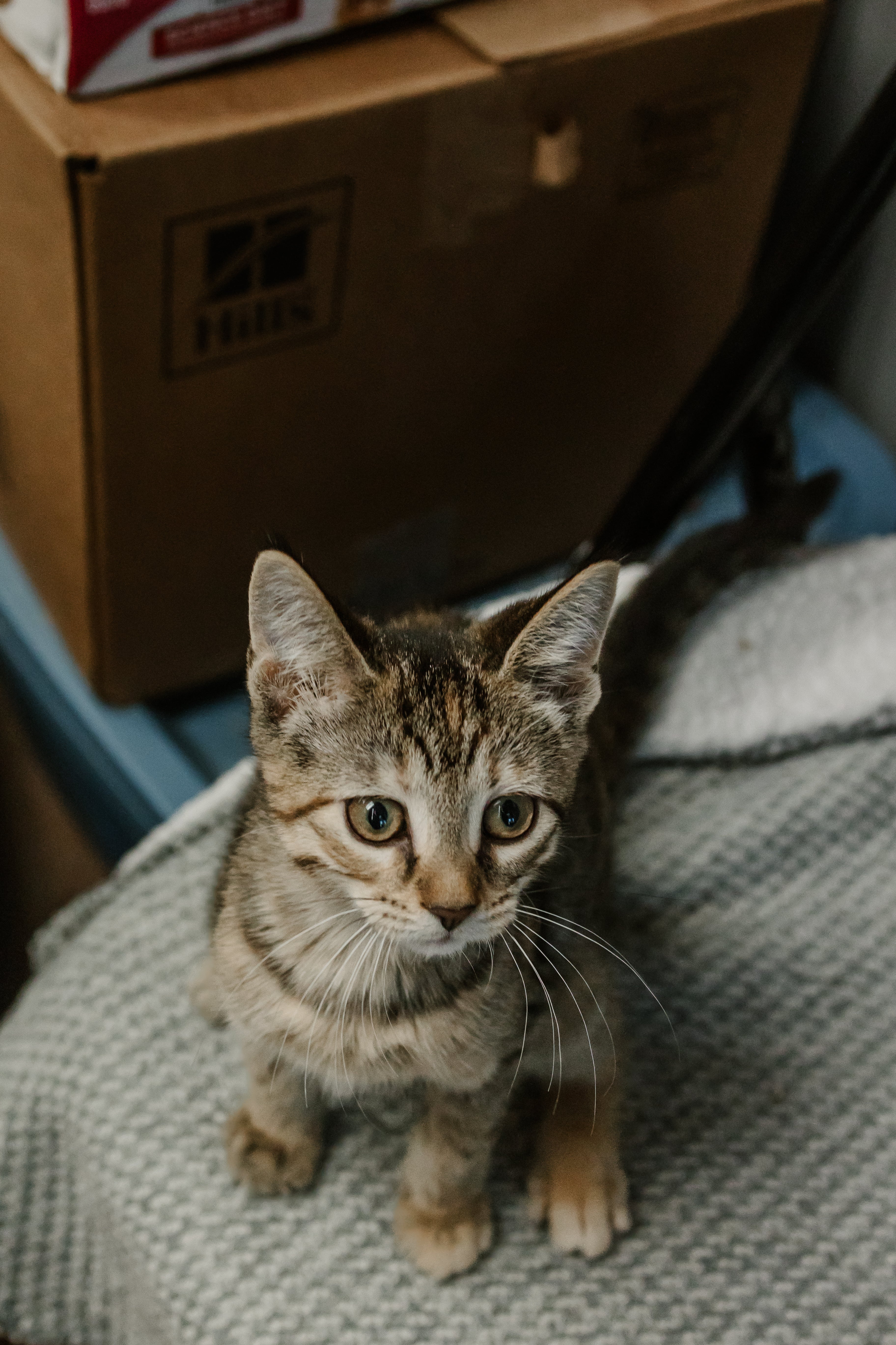 Adoptable Cats – SPCA