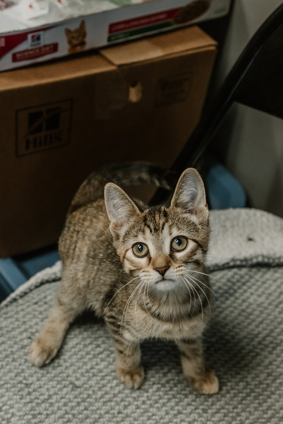 Adoptable Cats – SPCA