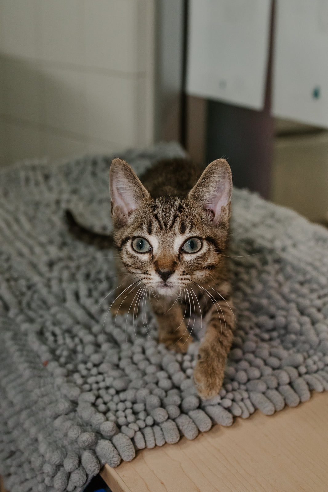 Adoptable Cats – SPCA