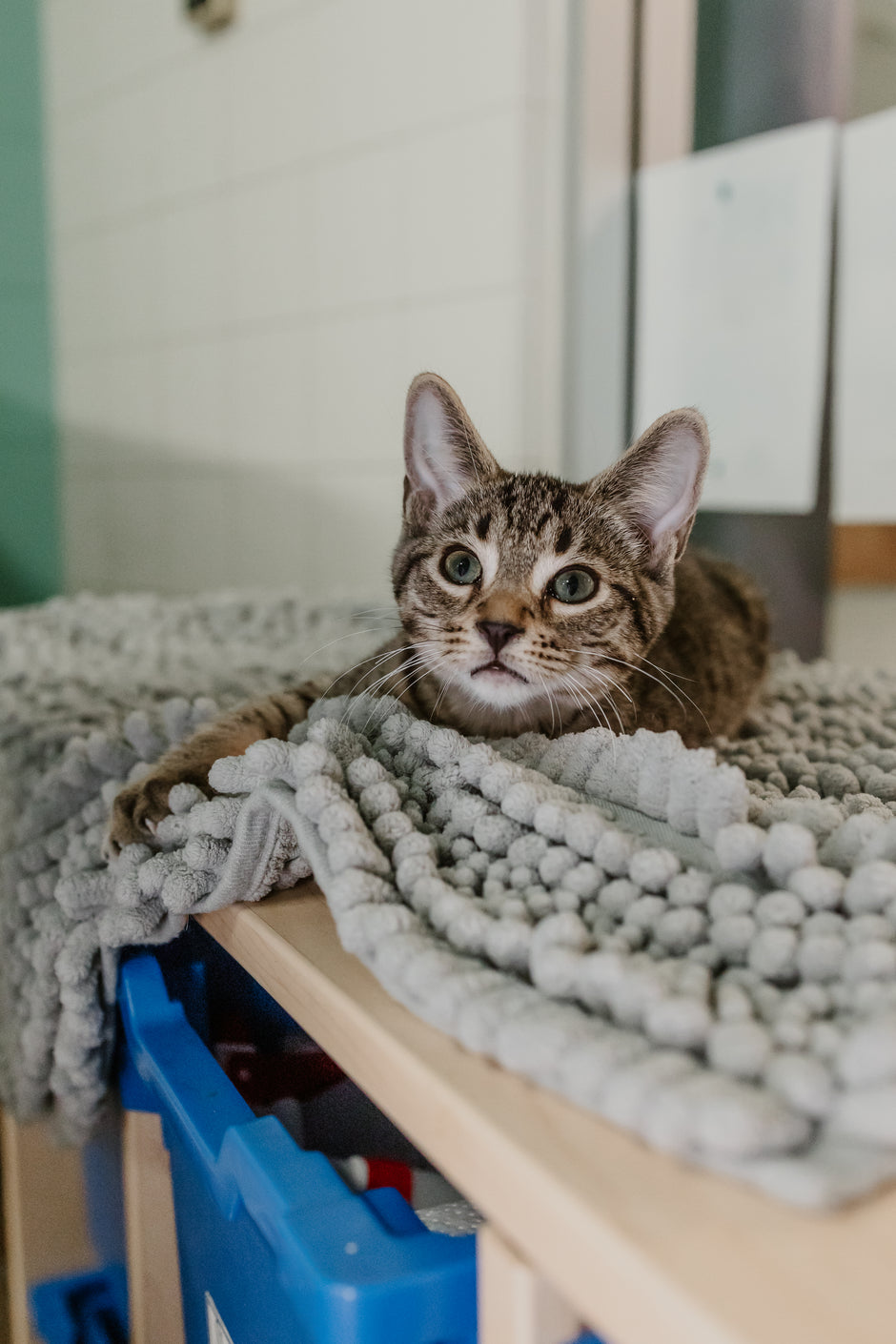 Adoptable Cats – SPCA