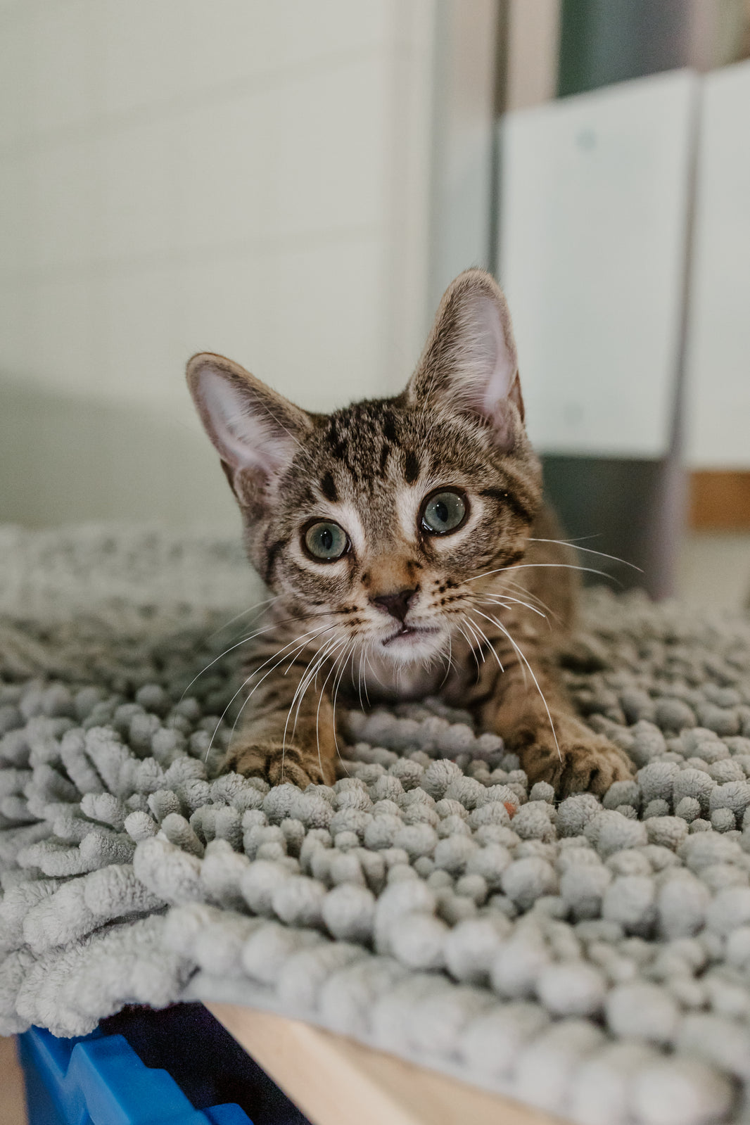Adoptable Cats – SPCA