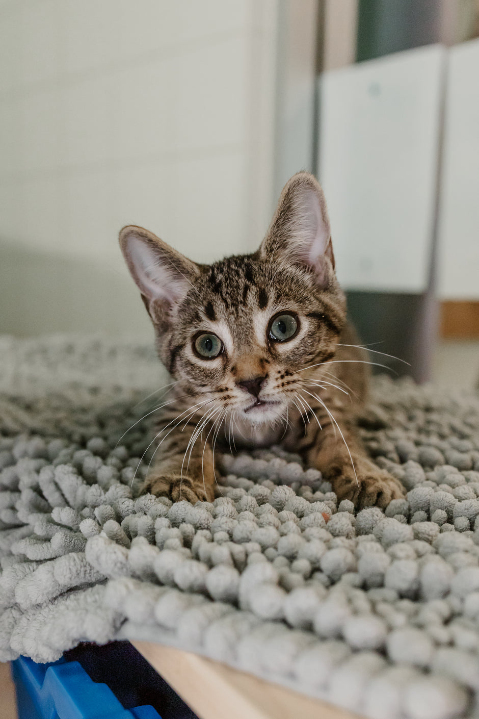 Adoptable Cats – SPCA