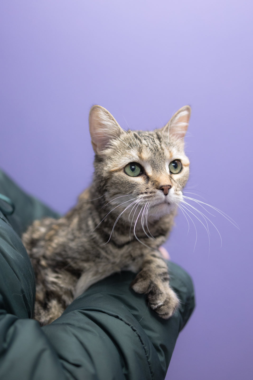 Adoptable Cats – SPCA