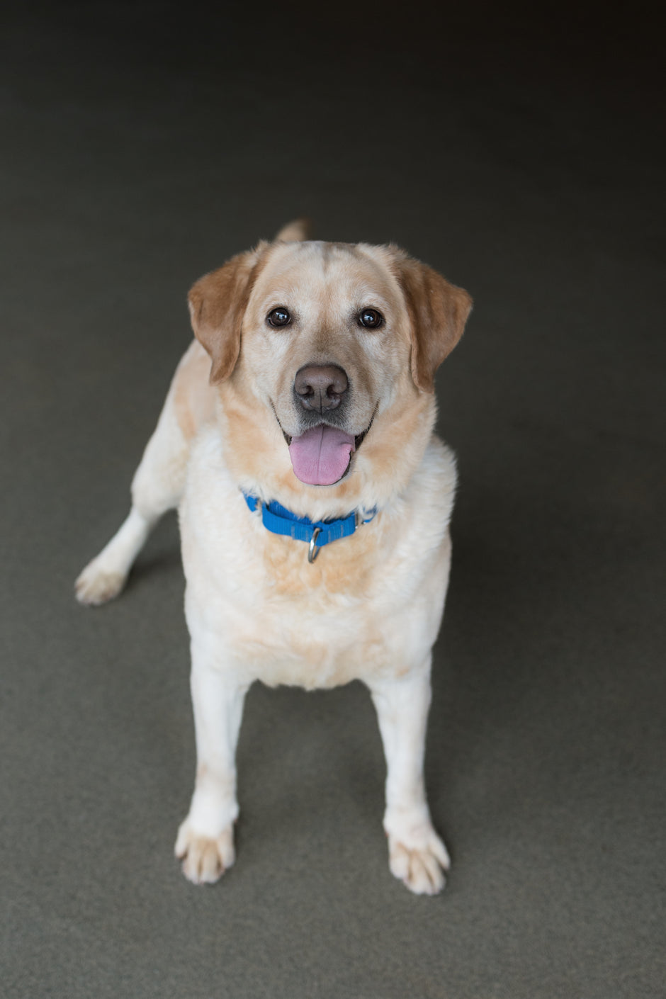 Adoptable Dogs – SPCA