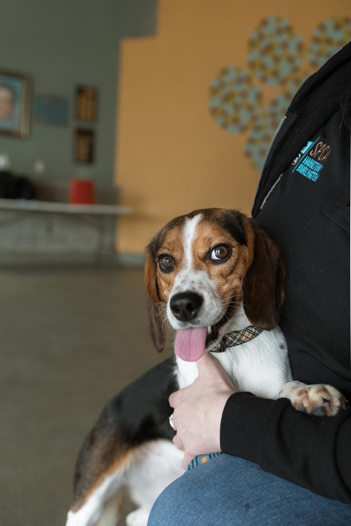 Adoptable Dogs – SPCA