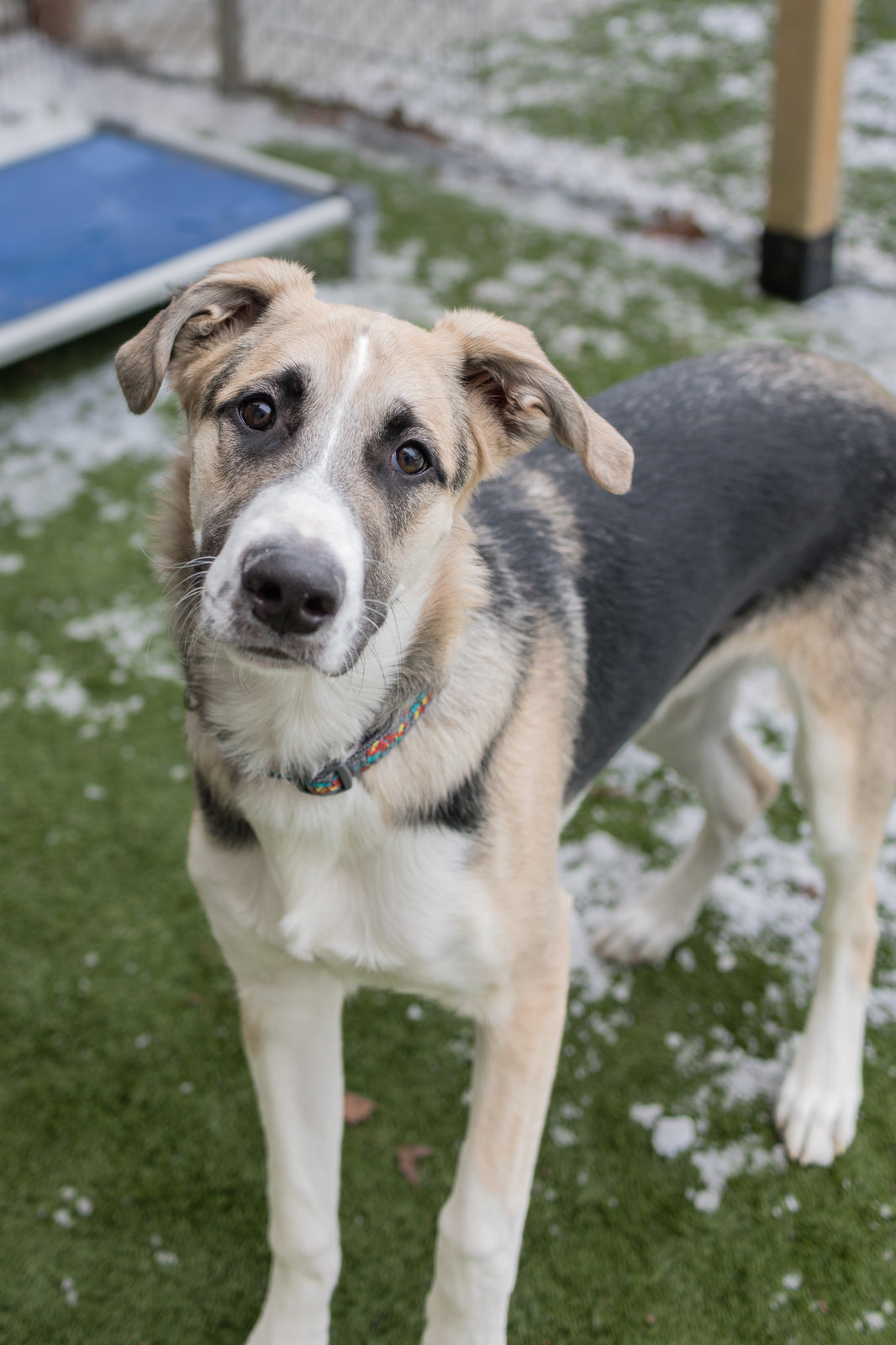 Adoptable Dogs – SPCA