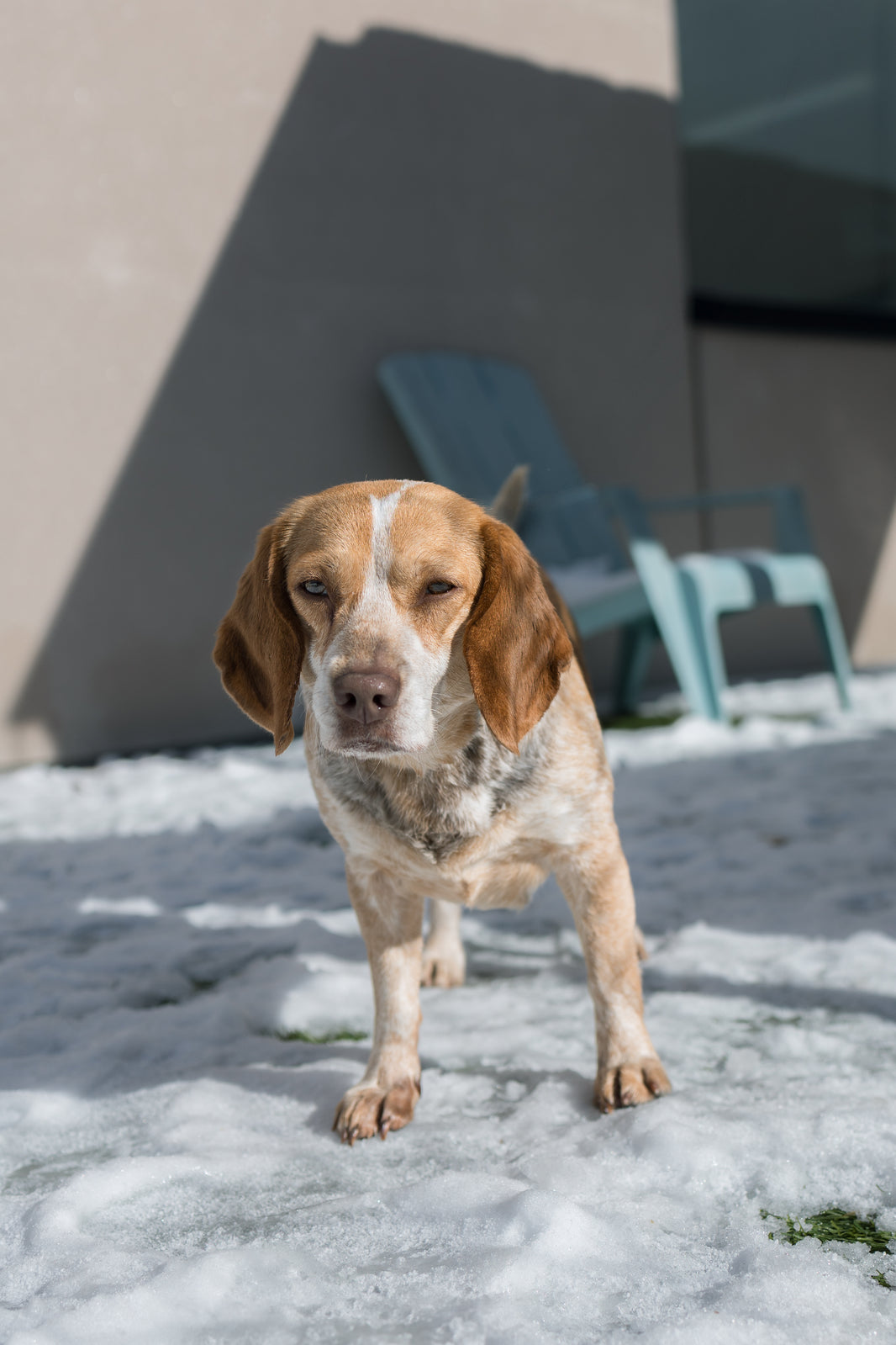 Adoptable Dogs – SPCA