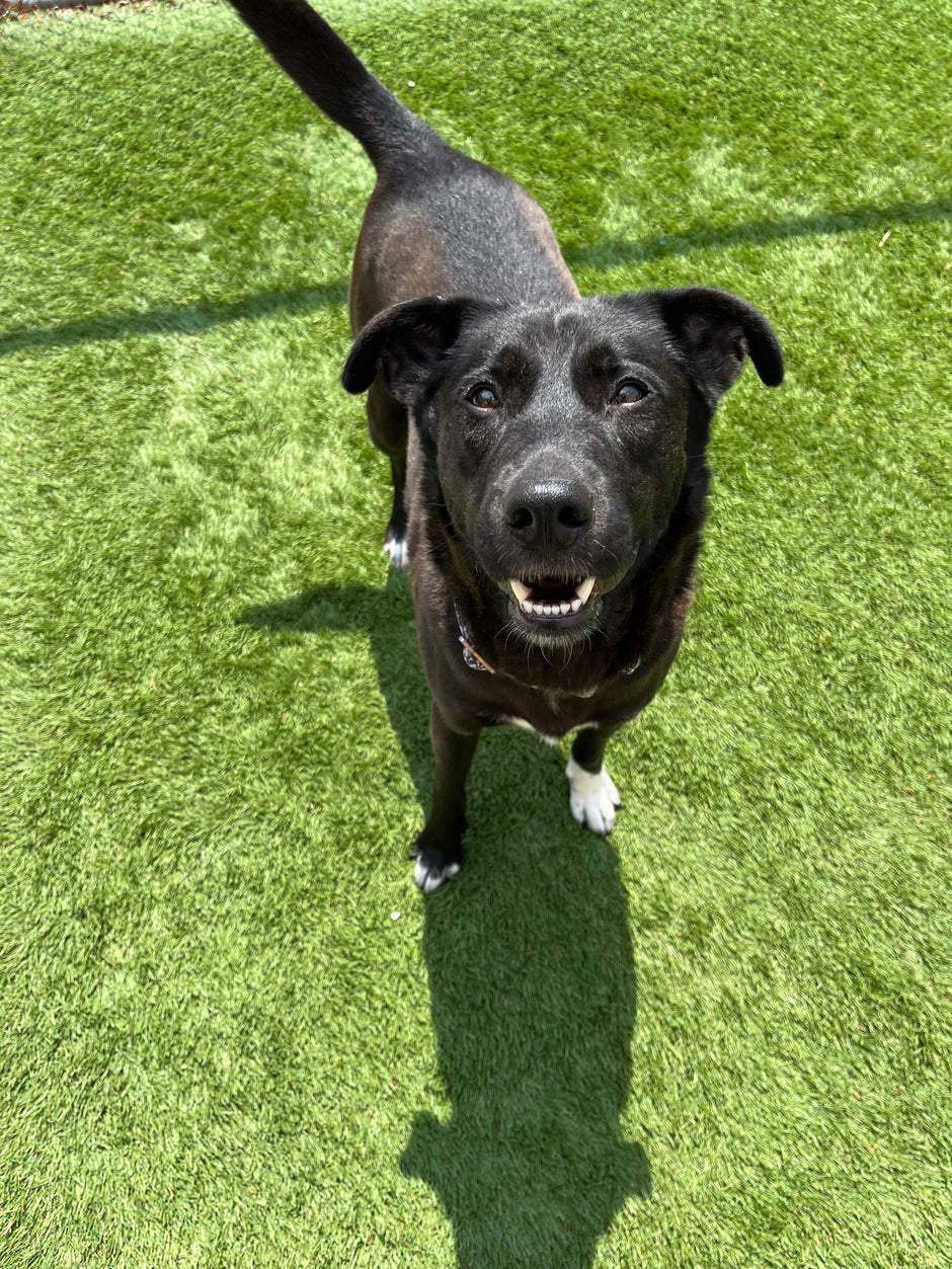 Adoptable Dogs – SPCA