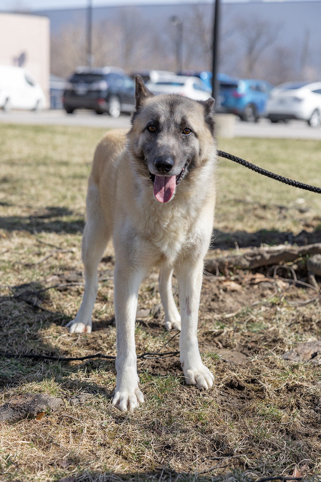 Adoptable Dogs – SPCA