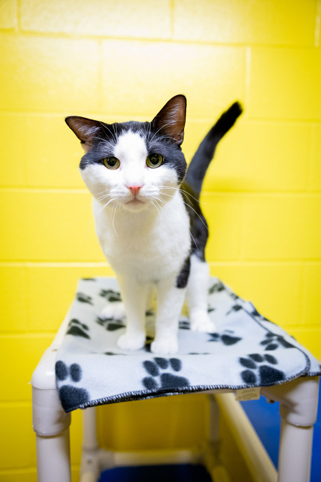 Adoptable Cats – SPCA