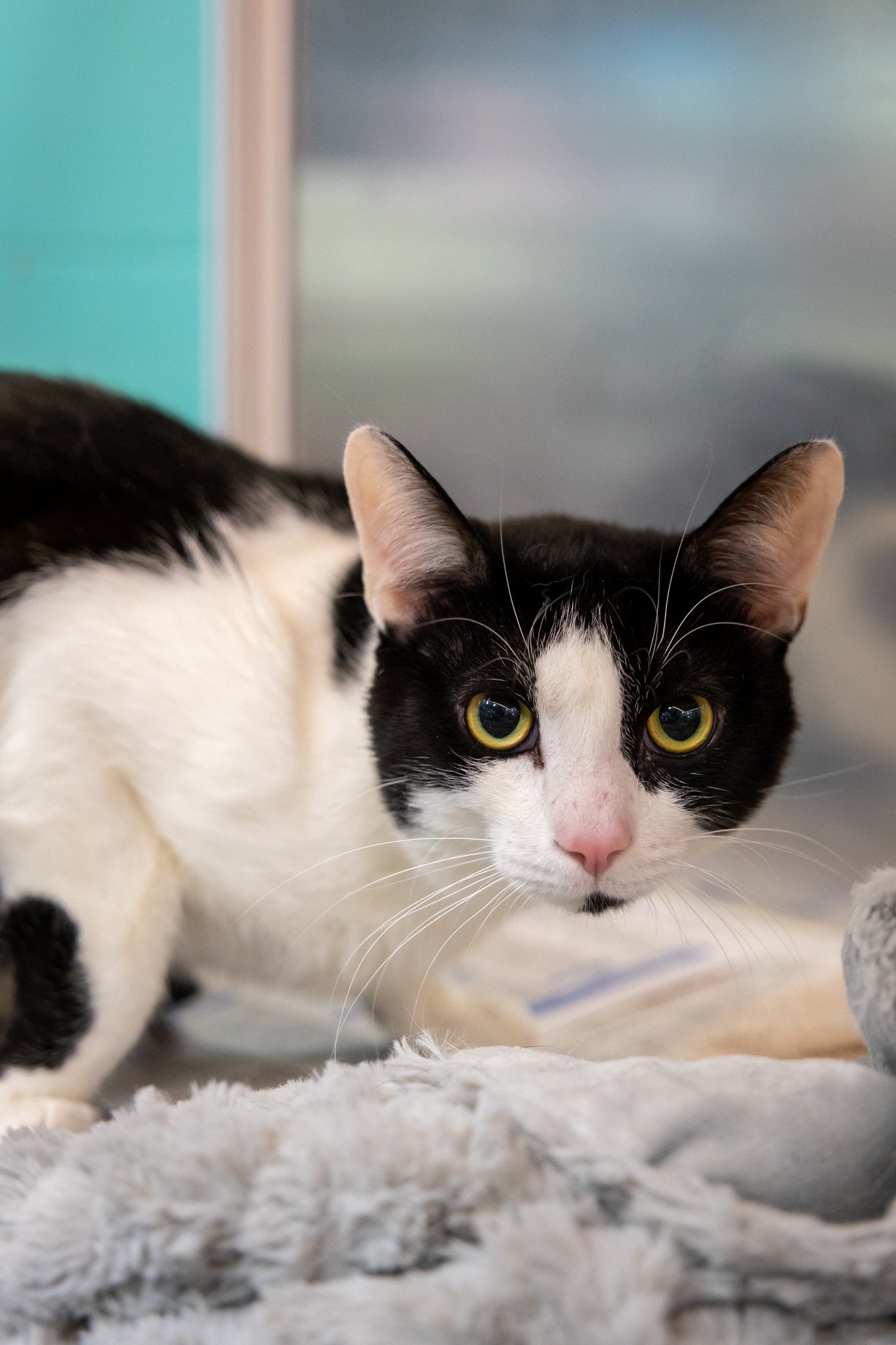 Adoptable Cats – SPCA